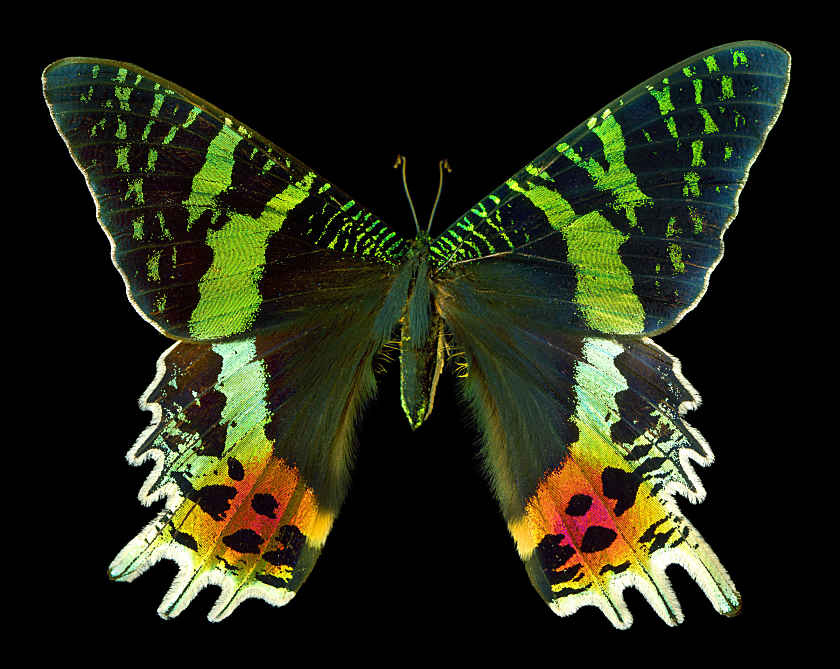 Color Scanography Shells and Butterflies - Harold Feinstein Archive