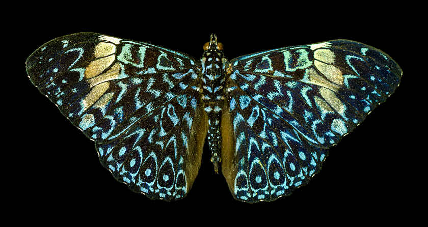 Color Scanography Shells and Butterflies - Harold Feinstein Archive