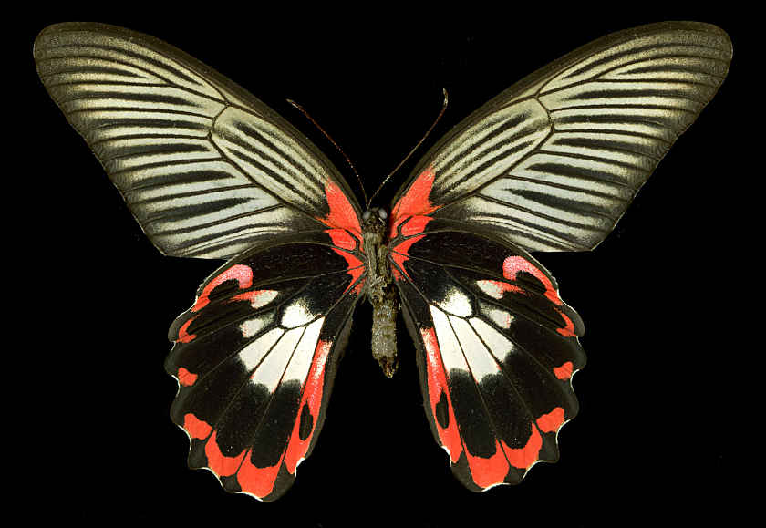 Color Scanography Shells and Butterflies - Harold Feinstein Archive