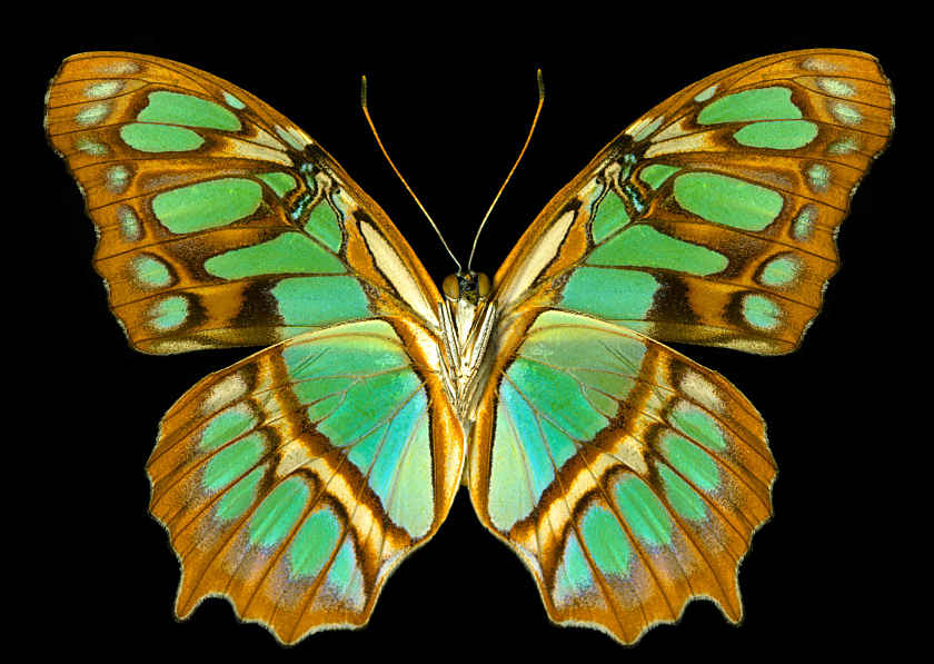 Color Scanography Shells and Butterflies - Harold Feinstein Archive