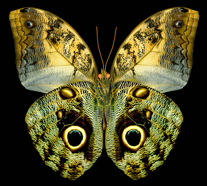 Color Scanography Shells and Butterflies - Harold Feinstein Archive