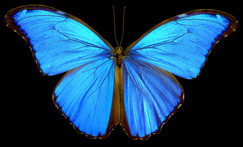 Color Scanography Shells and Butterflies - Harold Feinstein Archive