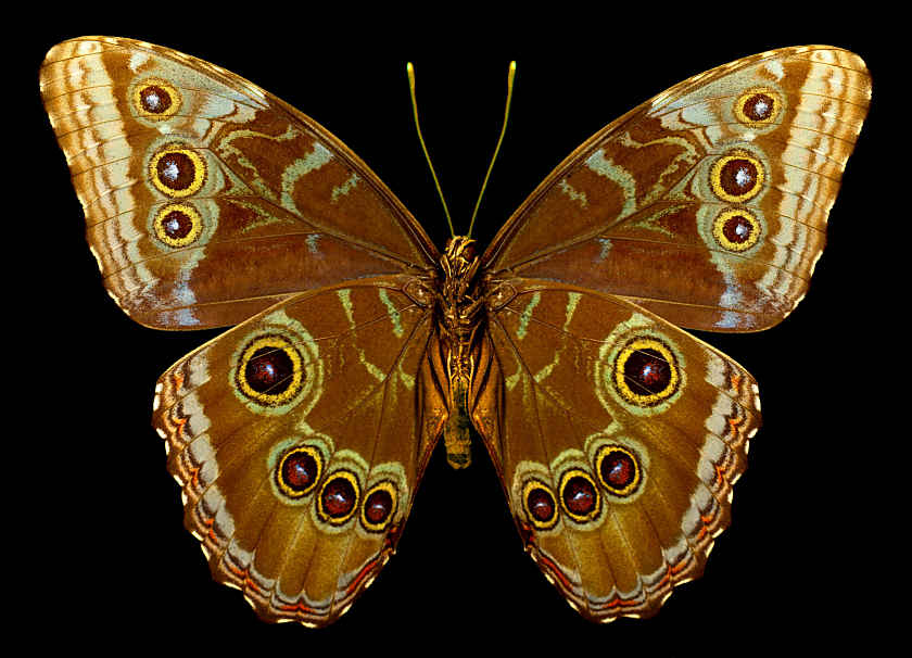 Color Scanography Shells and Butterflies - Harold Feinstein Archive