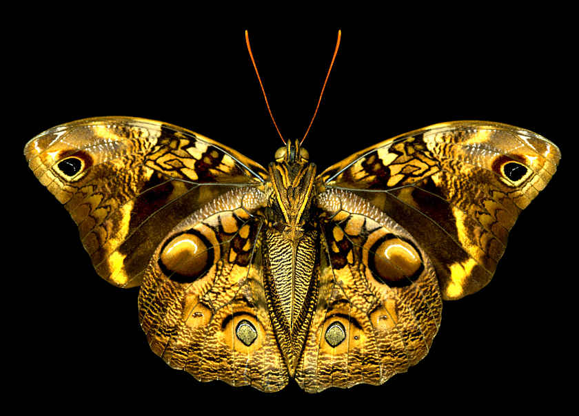 Color Scanography Shells and Butterflies - Harold Feinstein Archive