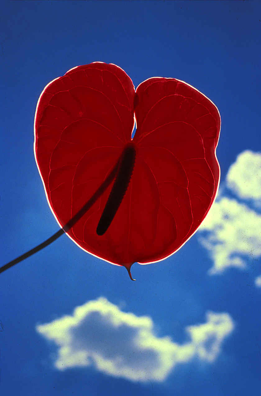 Skyflower Series (1980-1982) - Harold Feinstein Archive