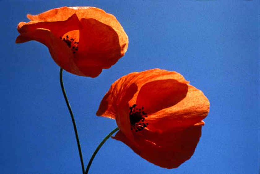 Skyflower Series (1980-1982) - Harold Feinstein Archive