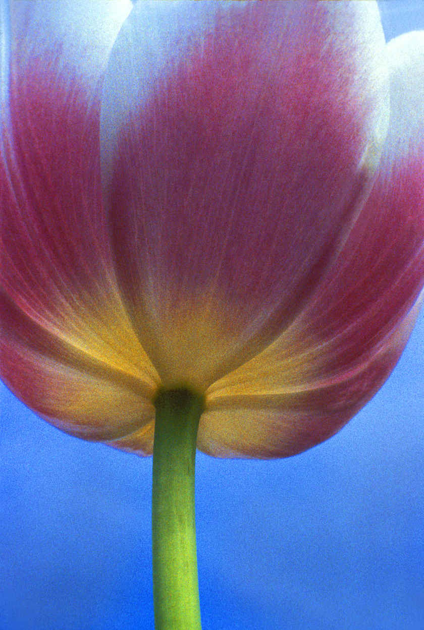 Skyflower Series (1980-1982) - Harold Feinstein Archive