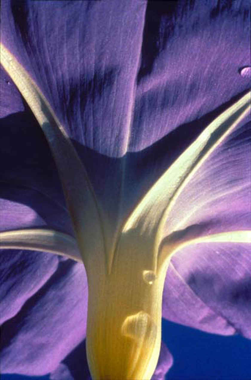 Skyflower Series (1980-1982) - Harold Feinstein Archive