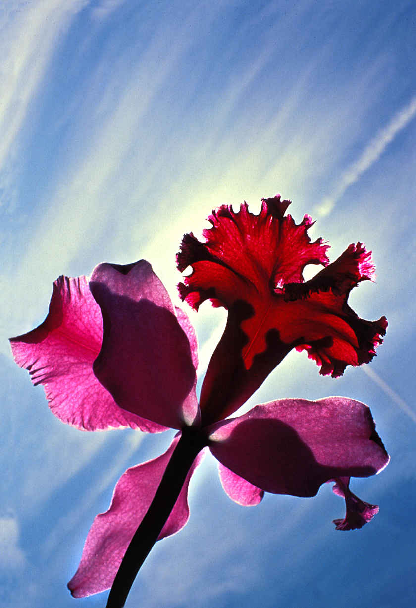 Skyflower Series (1980-1982) - Harold Feinstein Archive