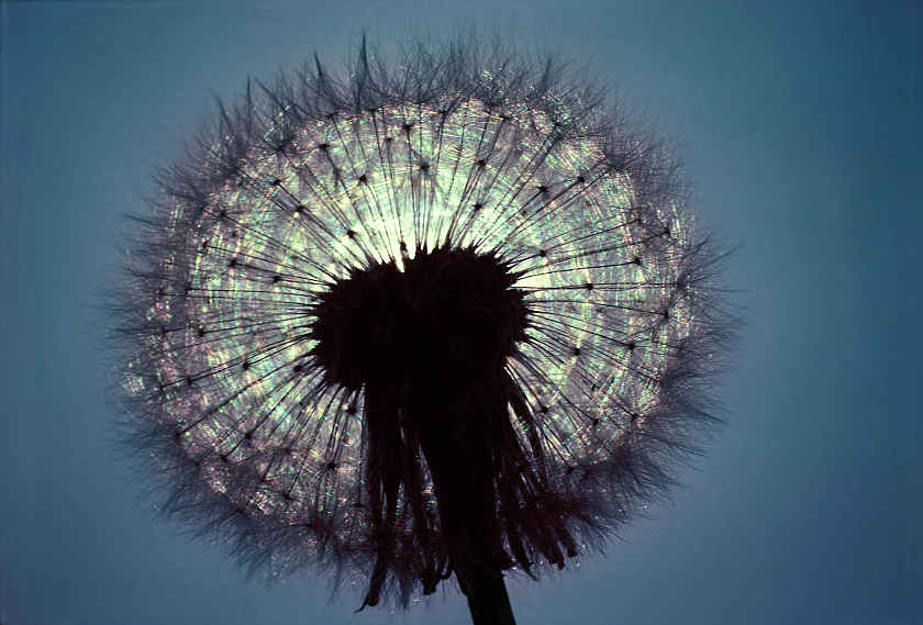 Skyflower Series (1980-1982) - Harold Feinstein Archive