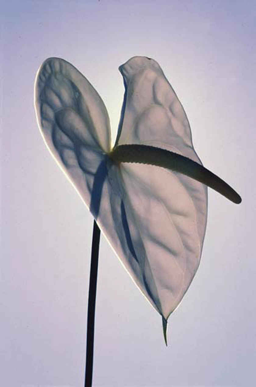 Skyflower Series (1980-1982) - Harold Feinstein Archive