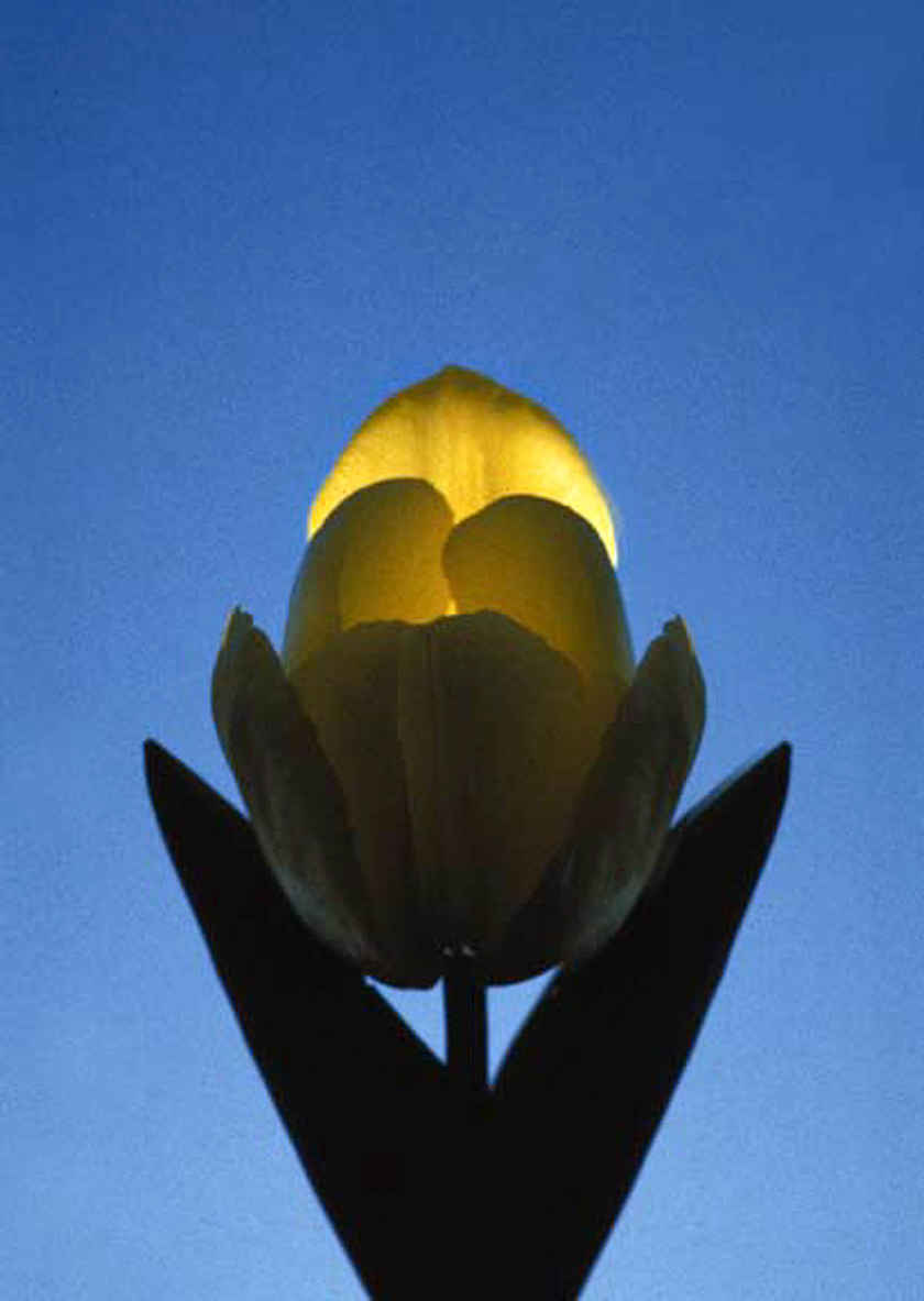 Skyflower Series (1980-1982) - Harold Feinstein Archive