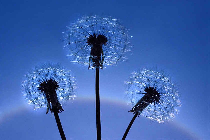 Skyflower Series (1980-1982) - Harold Feinstein Archive