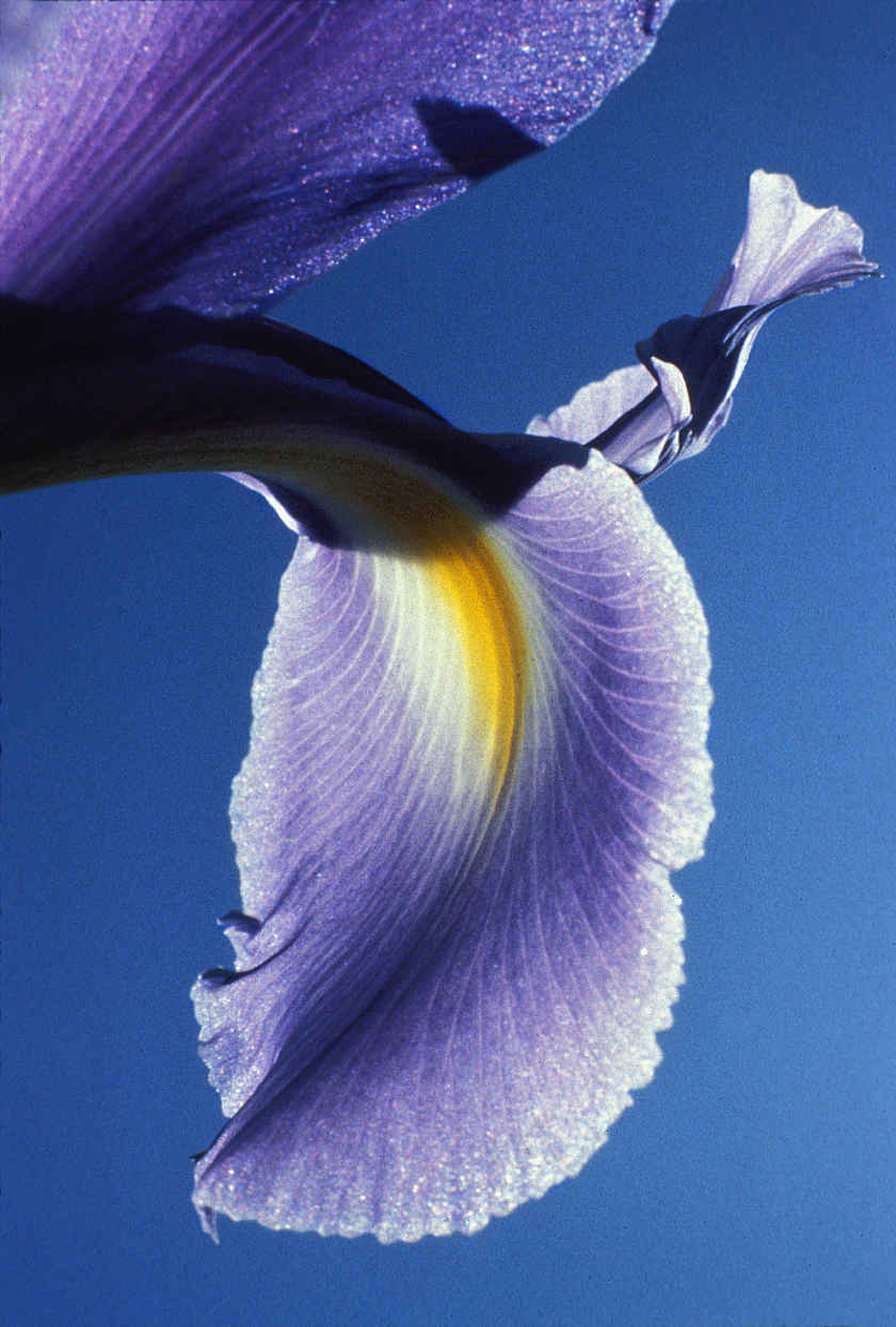 Skyflower Series (1980-1982) - Harold Feinstein Archive