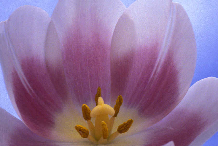 Skyflower Series (1980-1982) - Harold Feinstein Archive