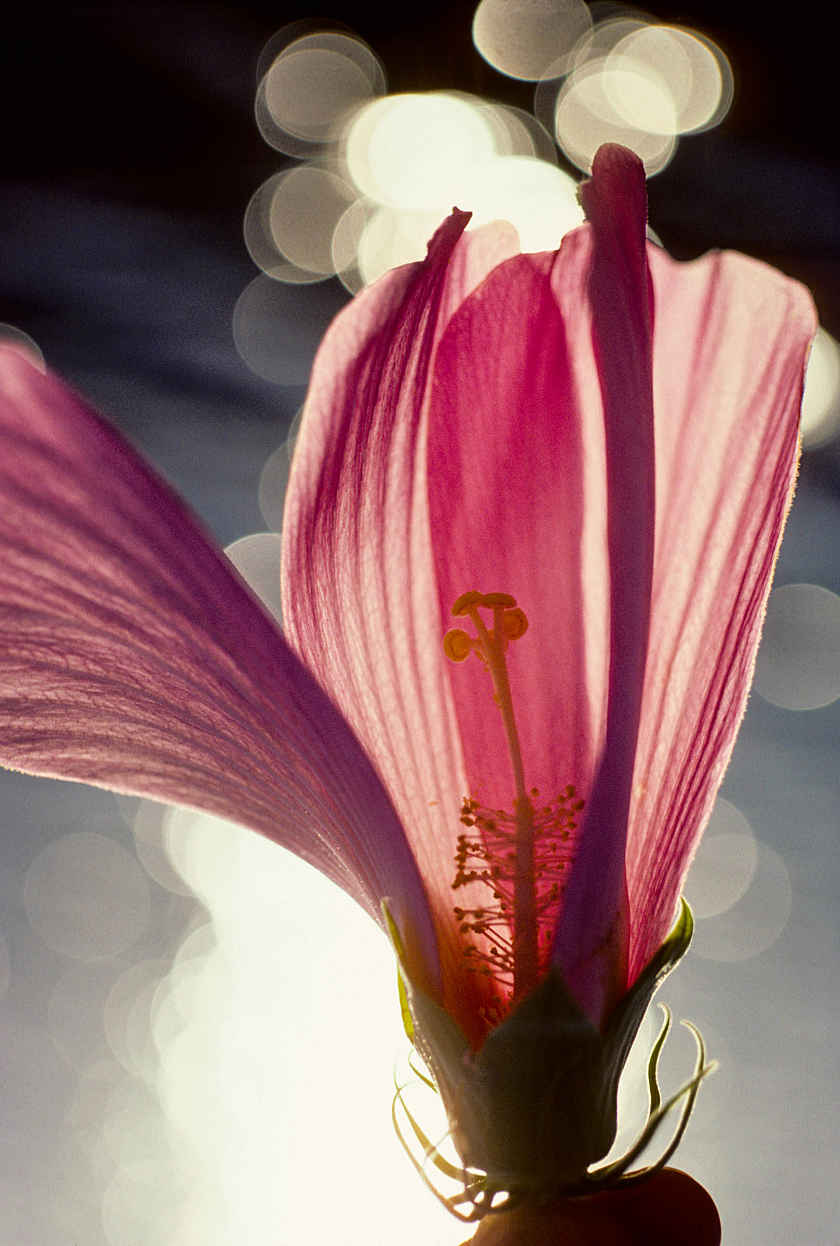 Skyflower Series (1980-1982) - Harold Feinstein Archive