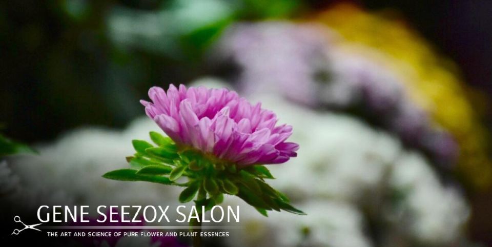 Gene Seezox Salon