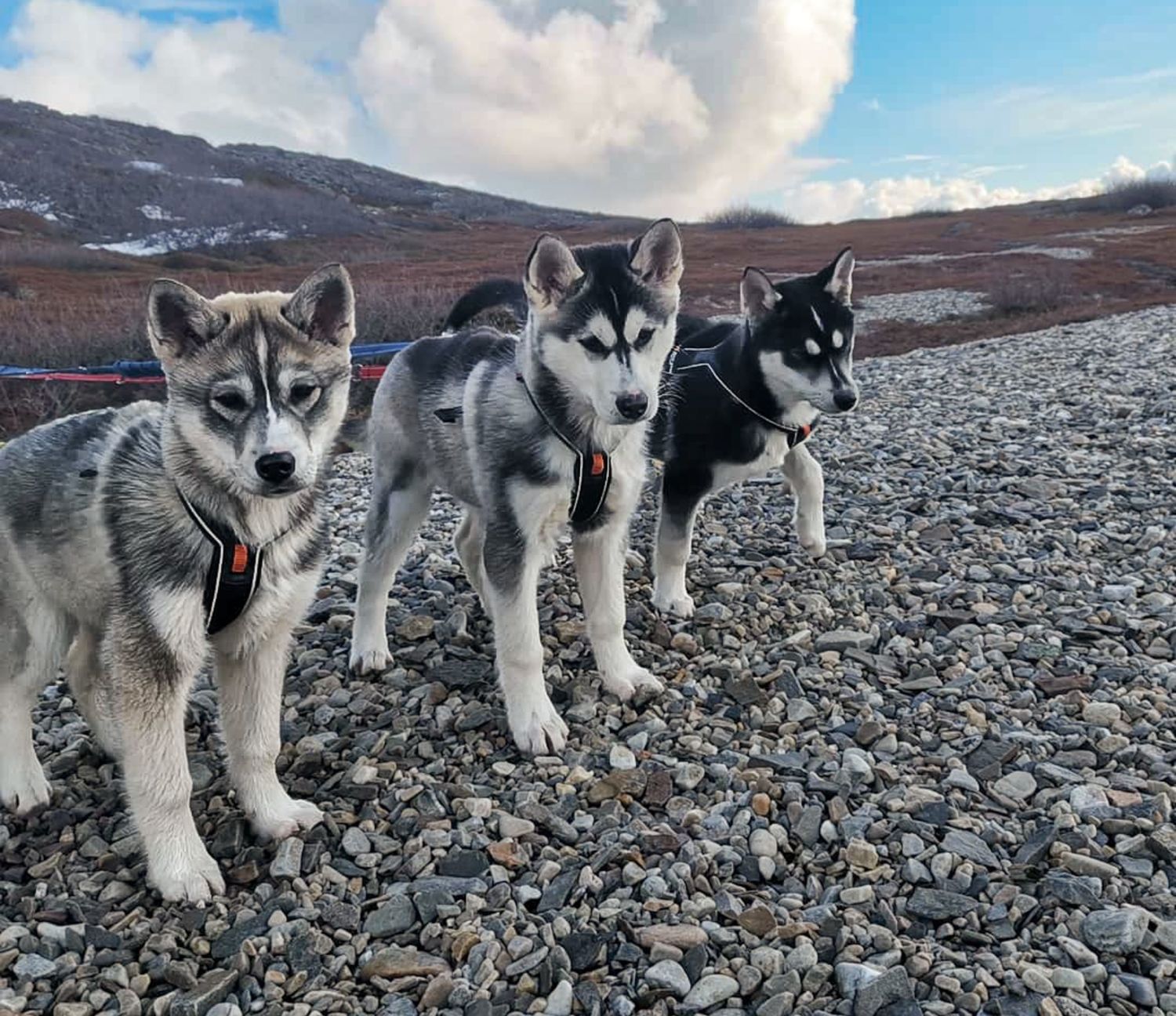 Meet a Sled Dog - Havila Voyages