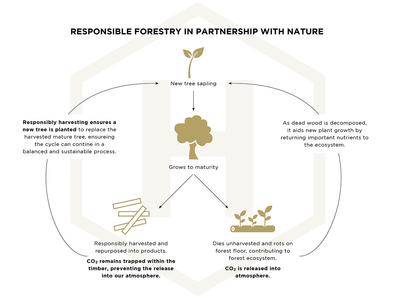 Sustainability in Timber: Eco-Friendly Wood Practices | Havwoods AU