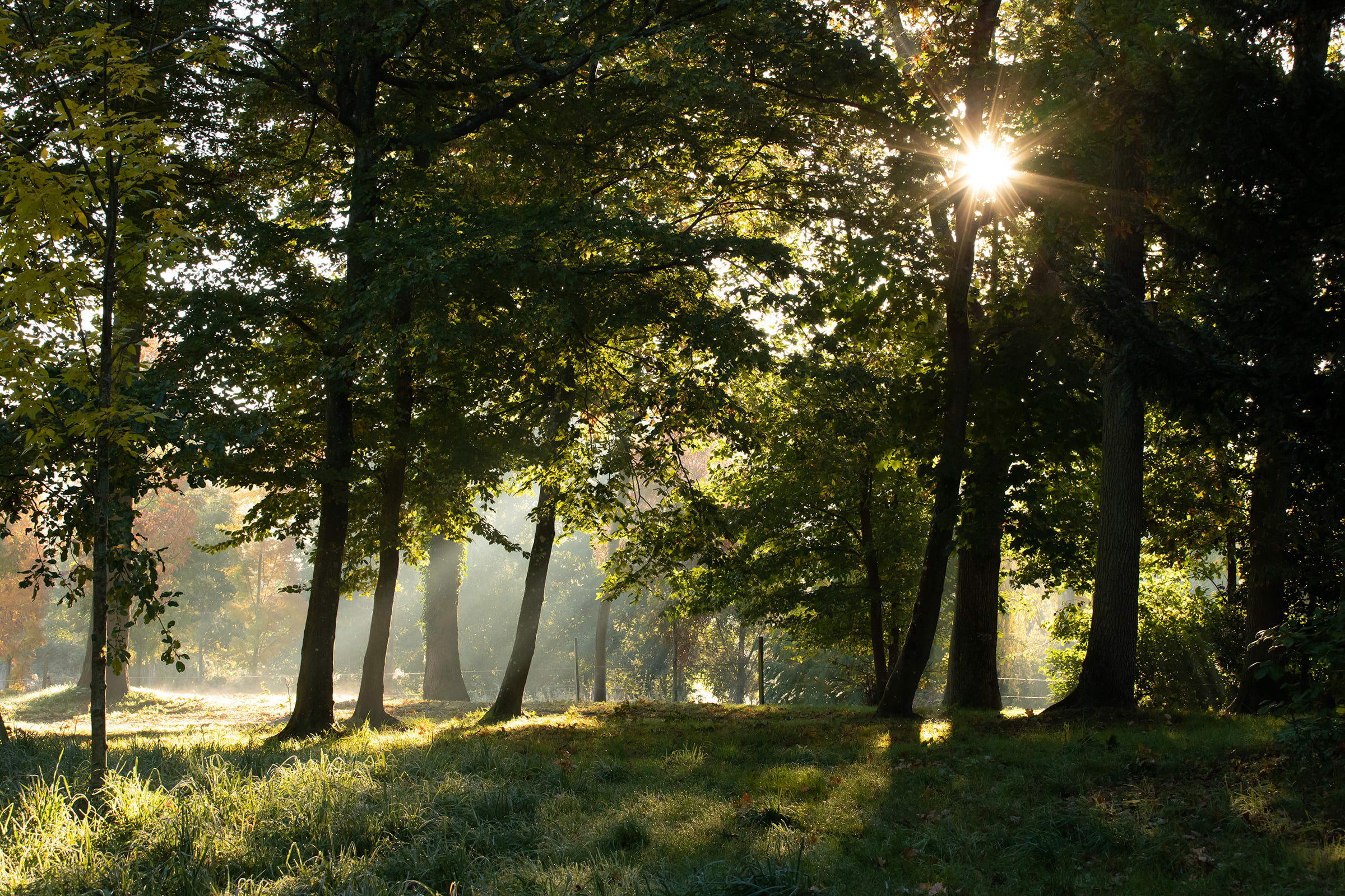 European Wood Flooring | Premium Quality Floors | Havwoods UK