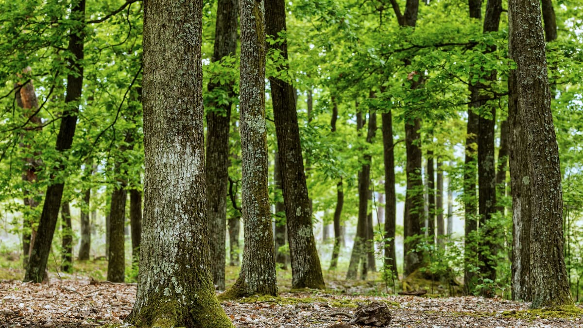 Designing With an Oak Wood Floor as a Long Term Investment | Havwoods US