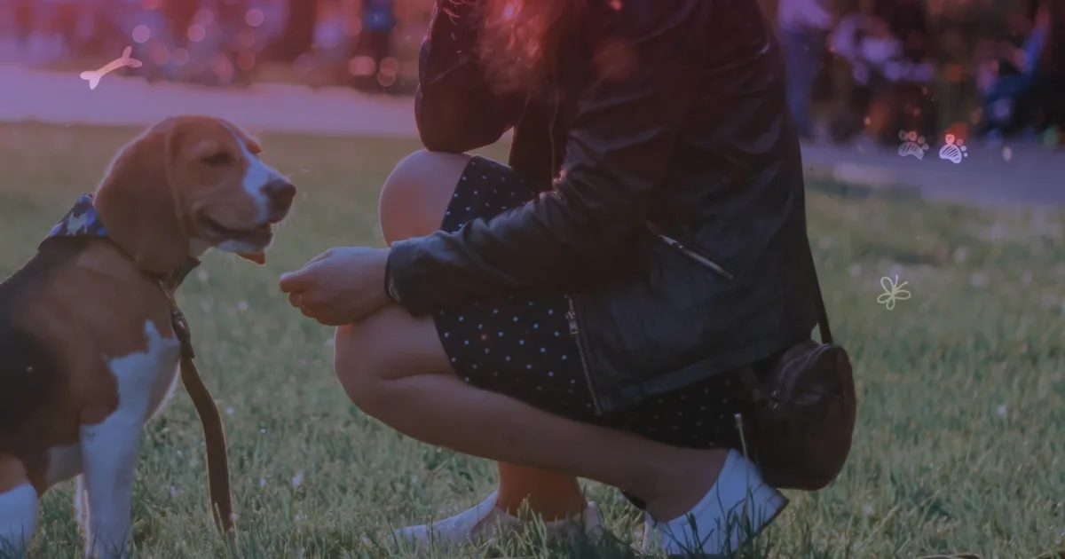 Housebound Hounds Blog - Your Source for Pet Care