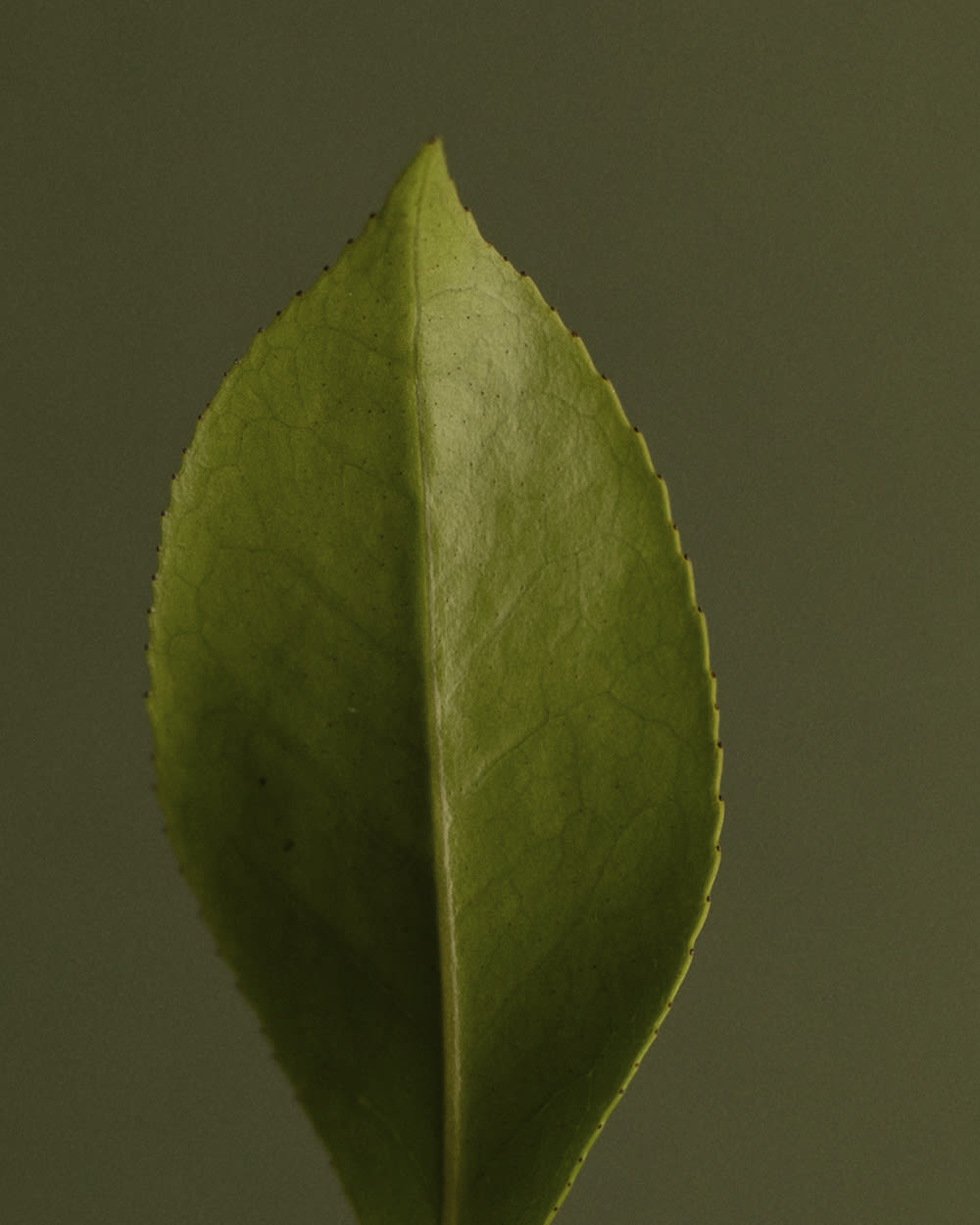 tea leaf
