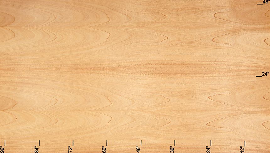 Dragon Ply Species - Rugby