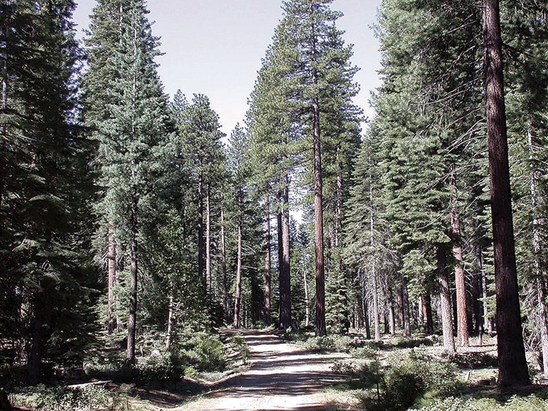 Collins Pine - PaxtonWood