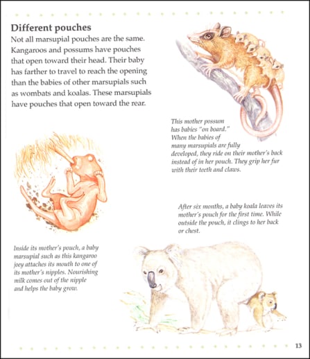 Baby Mammals By Bobbie Kalman
