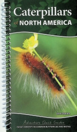 Caterpillars of North America (Adventure Quick Guide)