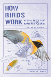 How Birds Work: An Illustrated Guide to the Wonders of Form & Function