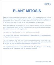 Plant Mitosis Microslide Lesson Set