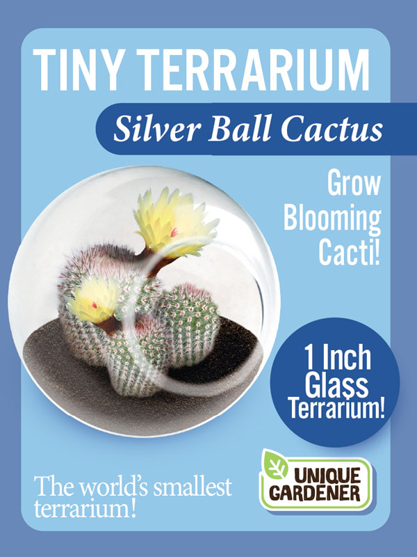Silver Ball Cactus (Tiny Terrarium)