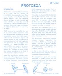 Protozoa Microslide Lesson Set