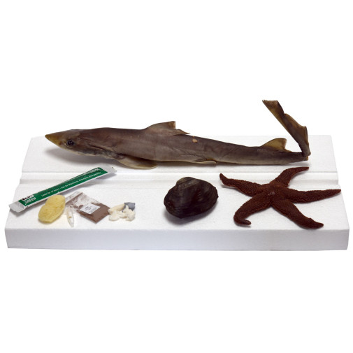 Marine Biology Dissection Specimens (Clam, Starfish, and Dogfish Shark)