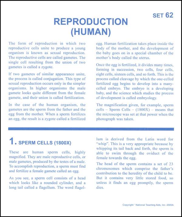 Reproduction (human) Microslide Lesson Set