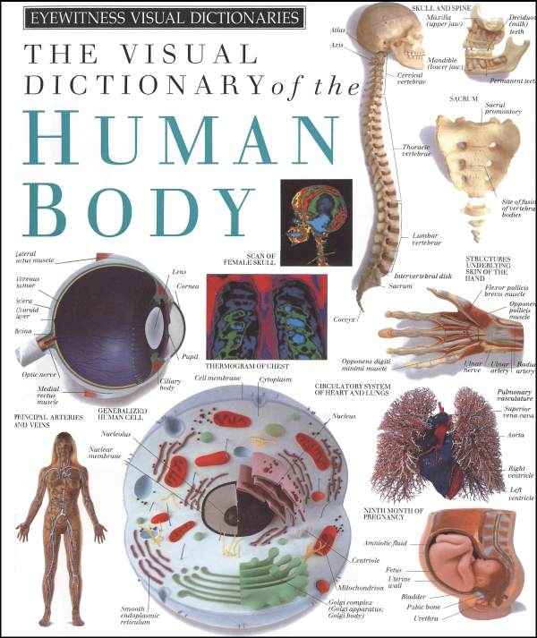 Human Body Visual Dictionary