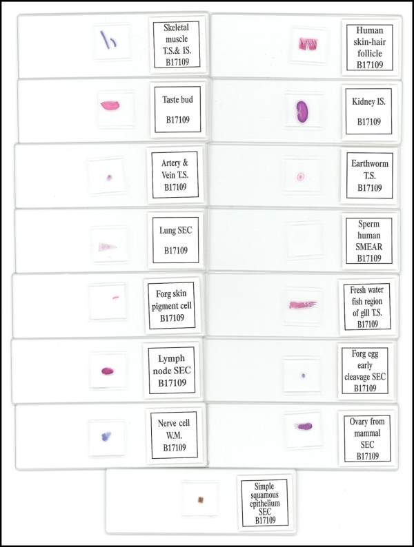 Basic Zoology Prepared Slide Set
