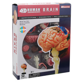 4D Vision Human Brain Anatomy Model