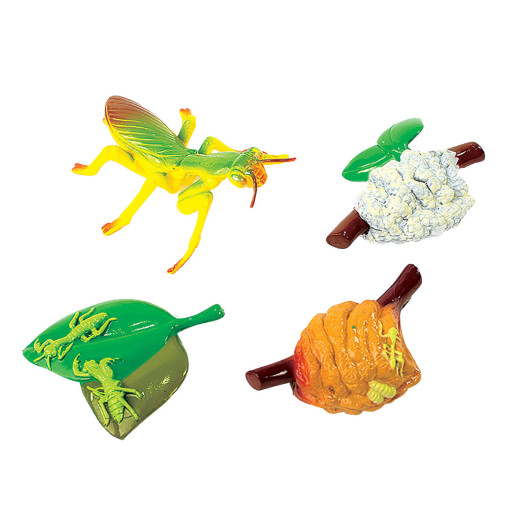 Praying Mantis Life Cycle Timeline - Infoupdate.org