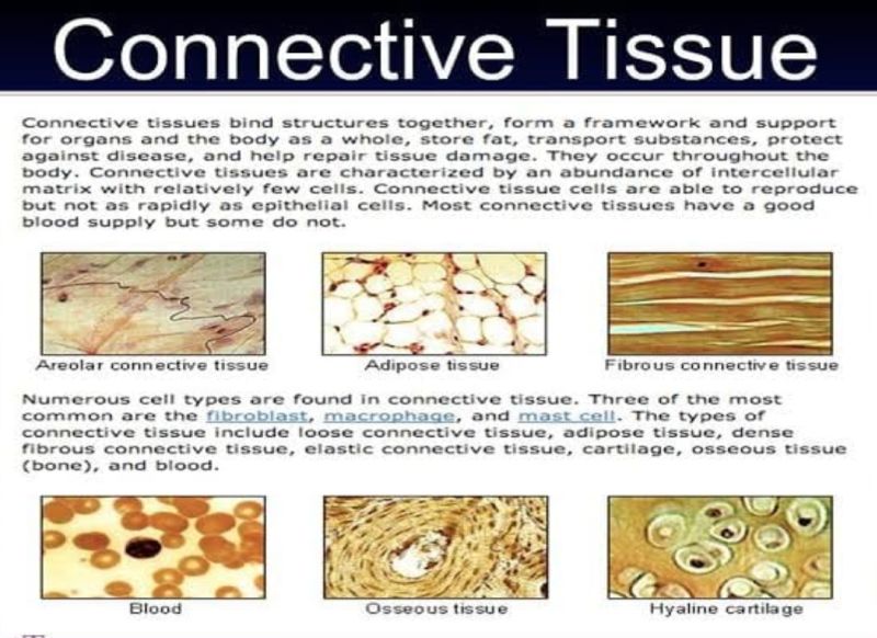 Connective Tissue