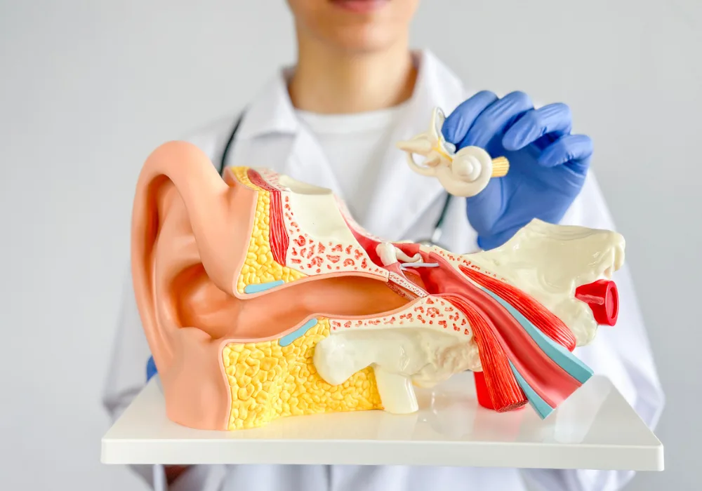 Deep Learning U-Net Model for Automated Segmentation of Inner Ear