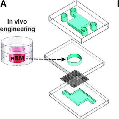 Bone Marrow-on-a-Chip Model Can Assess Radiation Damage ...