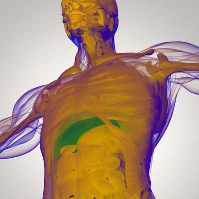 MRI effectively monitors liver fat in obese patients - HealthManagement.org