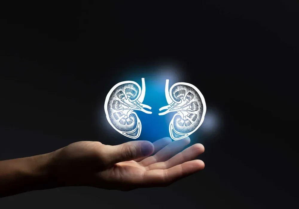 Interpretable ML Improves Post-Transplant Risk Prediction