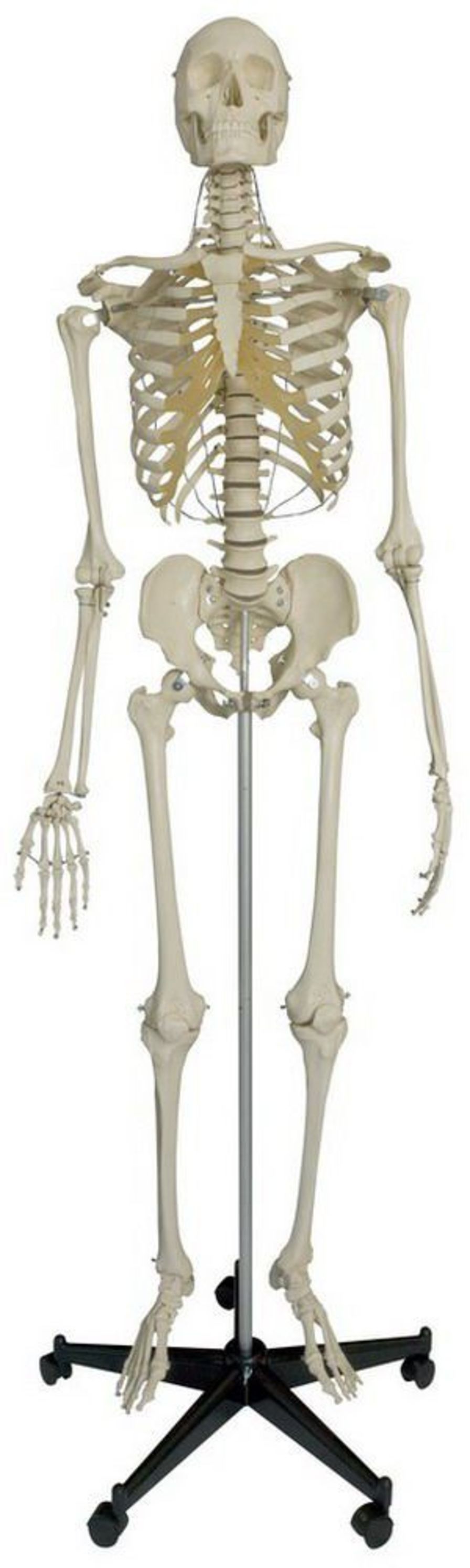 Health Management and Leadership Portal | Skeleton anatomical model ...