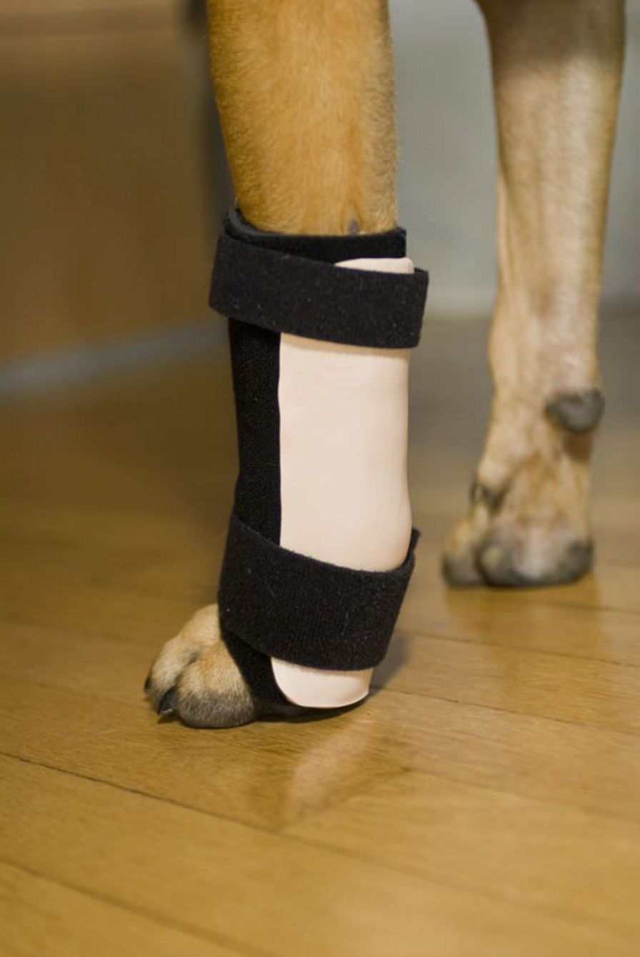 Health Management and Leadership Portal | Leg veterinary splint / for ...