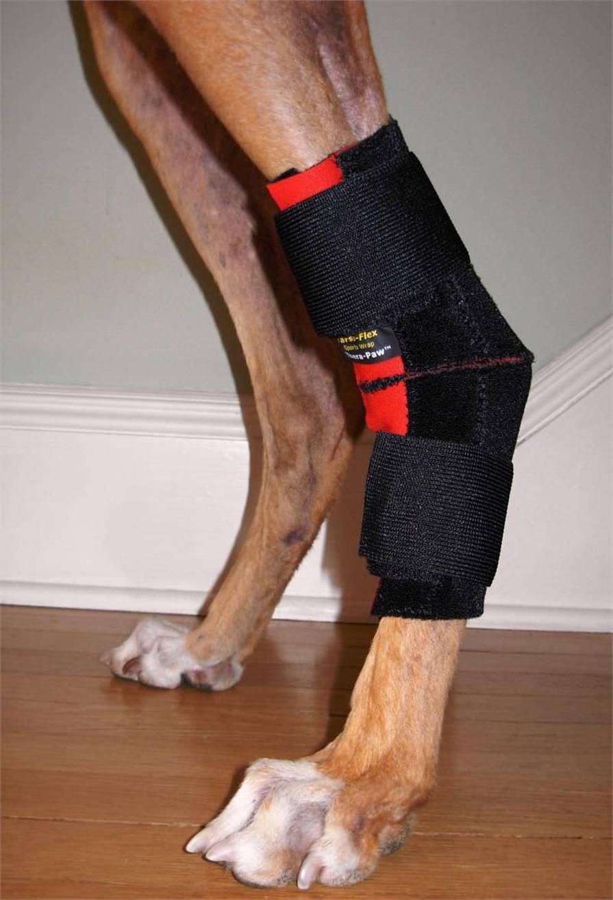 Health Management and Leadership Portal | Leg veterinary splint / for ...