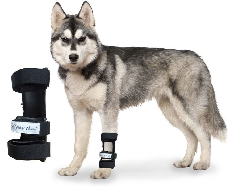 Health Management and Leadership Portal | Ankle veterinary splint / dog ...